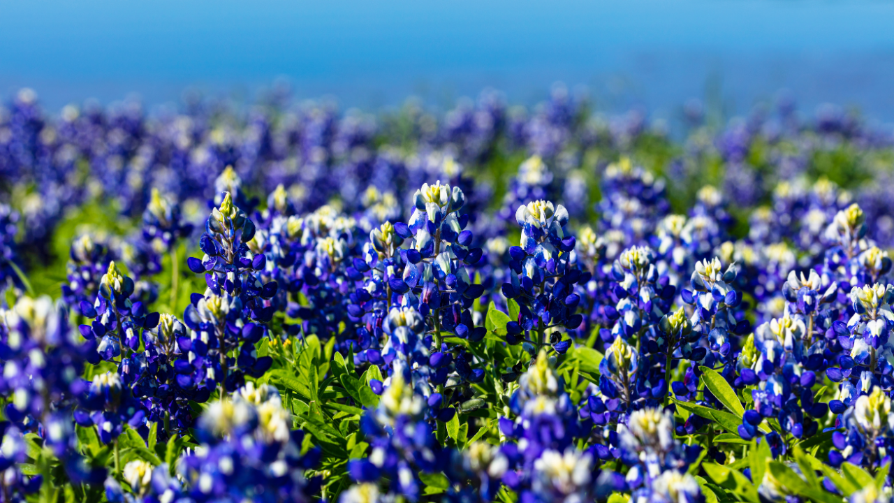 Why Choose Vantage Hospice in Houston for Your Loved One's Care ...